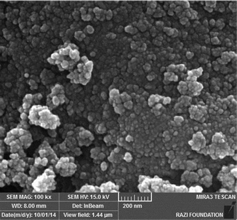 Sem Image Of Fe3o4 Sio2 L Proline Nanoparticles Download Scientific Diagram