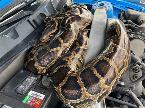 Are Burmese Python Poisonous Safety Facts