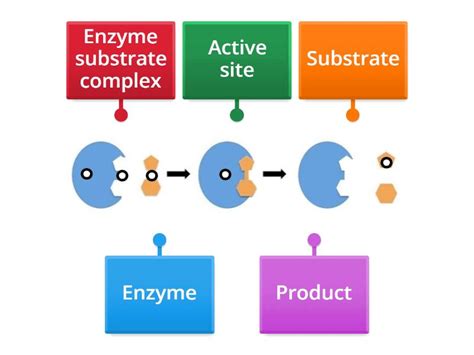 S3 Cells Enzyme Label Labelled Diagram