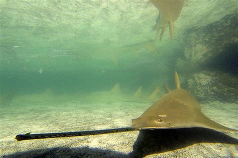 Thursday Longcomb Sawfish Posting And Toasting