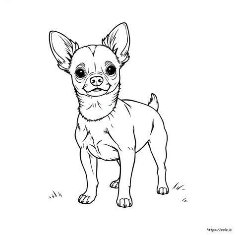 Realistic Chihuahua Coloring Pages
