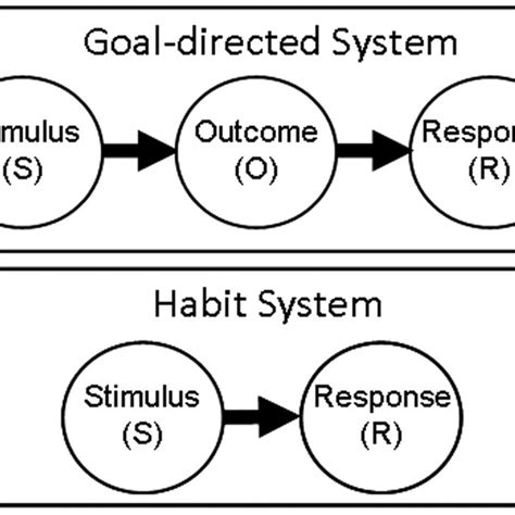 Outcome Devaluation Test Behavioral Performance Average Percentages Download Scientific
