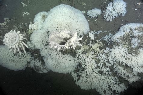 Glass Sponge