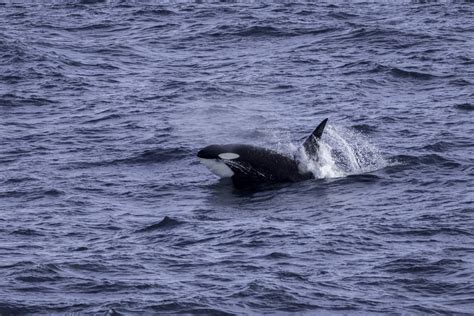 Orcinus Orca Type A Orca Bull Delphinidae Scotia Sea Flickr