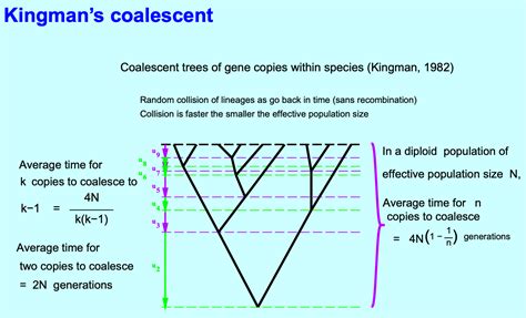 Felsensteins The Coalescent And Comparative Method And The Future