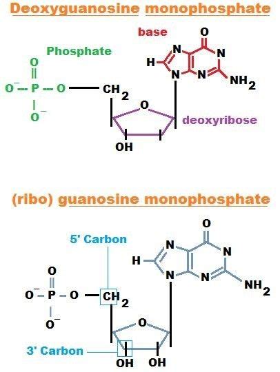 What Is The Difference Between Glycolipid And Glycoprotein Artofit