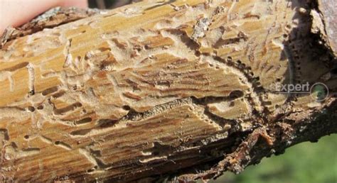 Tree Rot And How To Recognize It Expert Tree Service Inc