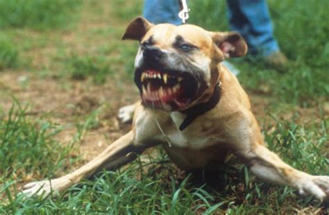 Го претепале кучето на соседот им усмртил 15 кокошки Реален Медиум за Реални Луѓе