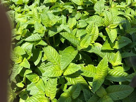 Grass Jelly Mesona Chinensis Taiwan Variety The Clayton Farm