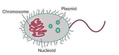 Prokaryote Cell Diagram