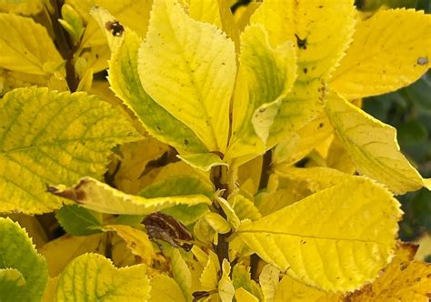 Coastal Summersweet Woody Warehouse Nursery Inc Lizton In