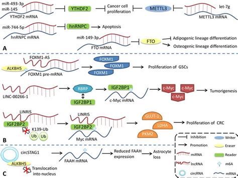 Crosstalk Between N6 Methyladenosine M6a Modification And Noncoding Rna In Tumor Microenvironment