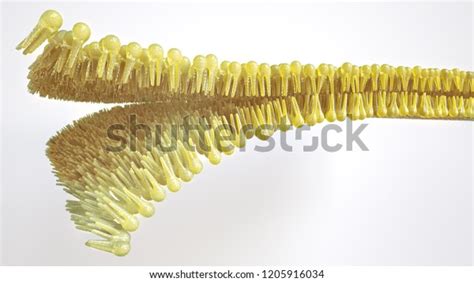 Human Lipid Bilayer D Rendering Stock Illustration Shutterstock
