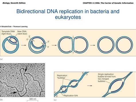 Ppt Unraveling Dna The Genetic Blueprint Revealed Powerpoint