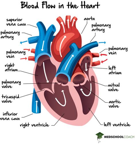 Heart Diagram Labeled With Blood Flow 29 Heart Diagram Bloo