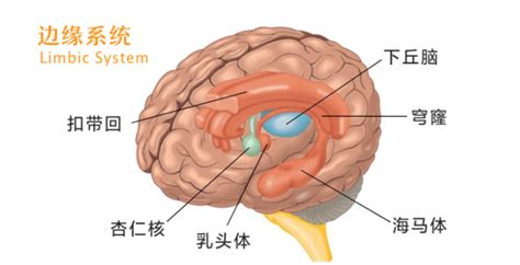 原来控制我们大脑情绪是这个系统！ 百科ta说