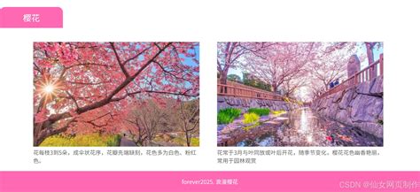254 大学生html5期末大作业 ―【粉红色浪漫樱花网页1页】 Web前端网页制作 Html5css3 Csdn博客