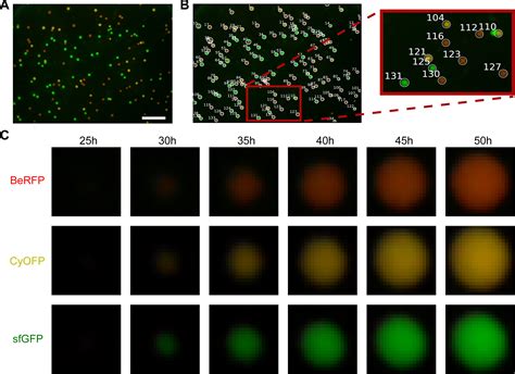 Development Of An Open Source Autonomous Imaging Station OpenPlant