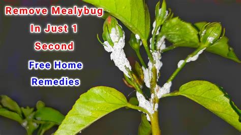 How To Get Rid Of Mealybugs On An Indoor Plant For Good They Keep
