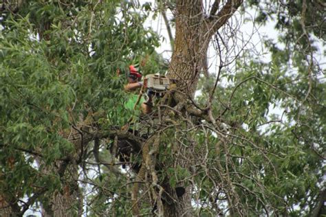 How We Remove Trees In Urban Areas Croft Tree Experts Blog