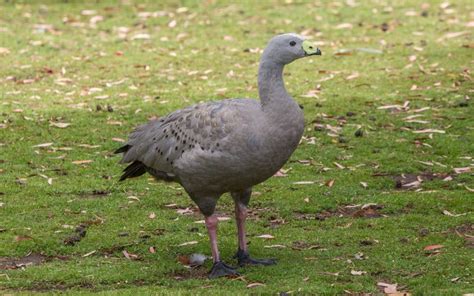 how to sex your geese learnpoultry