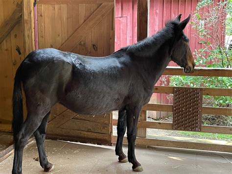 F1 A Distributed Sql Database That Scales