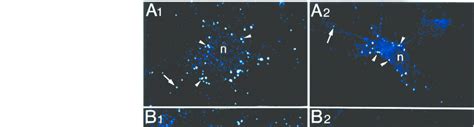 Confocal Microscopy Analysis Of The Subcellular Distribution Of Glyr