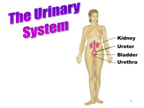 PPT Urinary System Structure Functions And Disorders PowerPoint