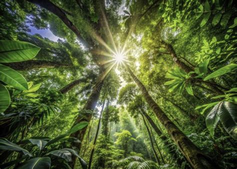 Capturing The Amazon Rainforest A Visual Chronicle Of The Planets Vital