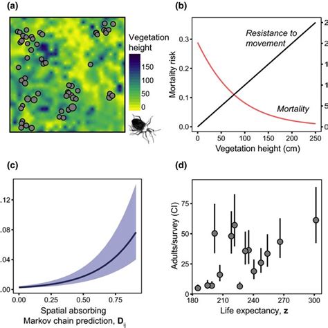 Mapping Connectivity Via The Spatial Absorbing Markov Chain A