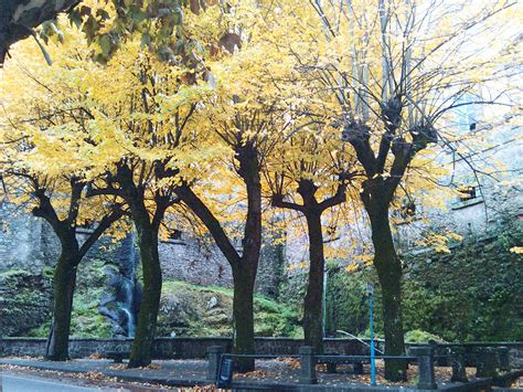 Bus Stop Trees Tree Bus Stop Nature
