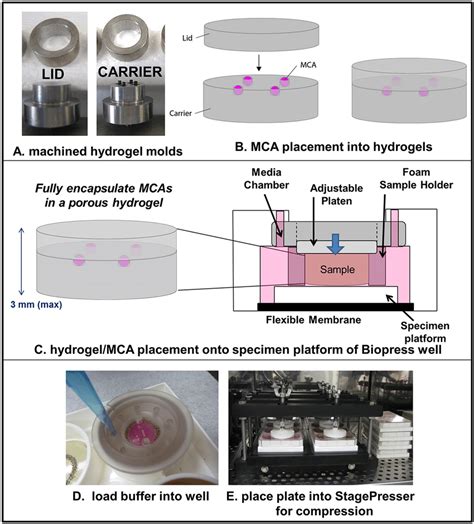 Overview Of Eoc Mca Compression Via Flexcell Compression Plus A Two Download Scientific Overview Of Eoc Mca Compression Via Flexcell Compression Plus A Two Download Scientific