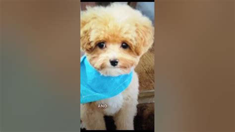 Hello Pookie Youtube