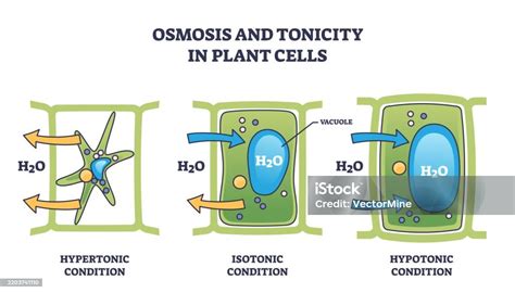 Osmosis And Tonicity In Plant Cells Show Hypertonic Isotonic And Stock