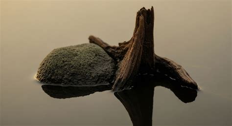 Define Biomagnification And Provide An Example Of A Pollutant That