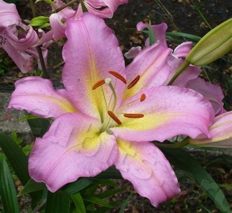 Lilium 'Tom Pouce'