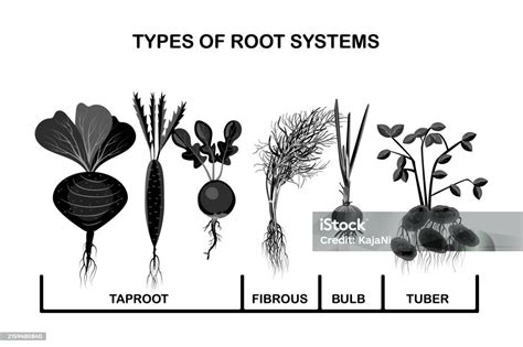 Types Root Systems Of Plants Taproot Fibrous Bulb And Tuber Root Example Comparison Four ...