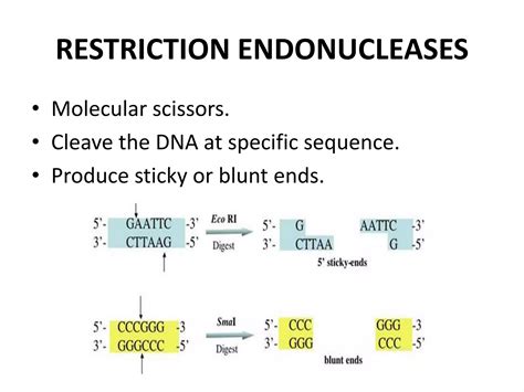 Molecular Diagnostic Techniques Pptx