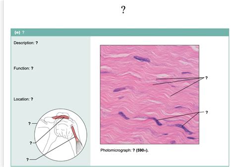 Tissue 14 Diagram Quizlet Tissue 14 Diagram Quizlet