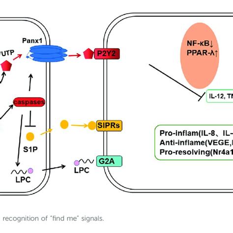 The Homologs Of Transcription Factors Regulating Apoptosis In C Elegans Download Scientific