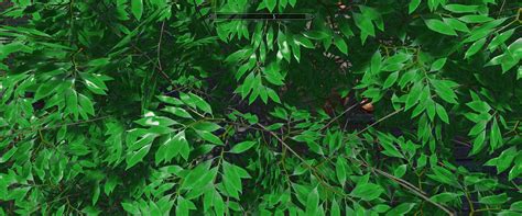 Zaz Animation Pack Zap Page 28 Downloads Skyrim Adult And Sex Mods Loverslab