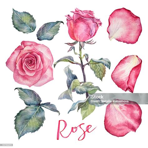 흰색 배경에 고립 된 녹색 잎과 수채화 핑크 장미를 설정합니다 발렌타인 데이 또는 3 월 8 봄을 위해 손으로 그린 식물꽃 행복한 여성의 날 웨딩 축하 초대를 위한 클립아트