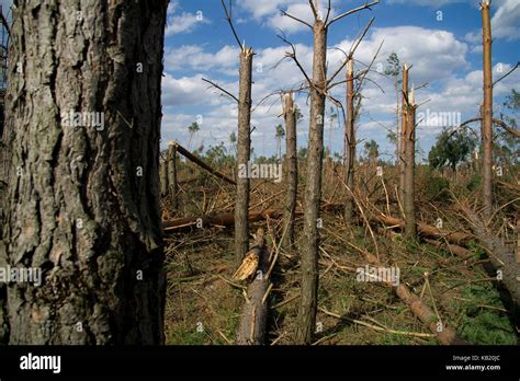 Fallen Trees In Forest Caused By Extremely High Wind Speed During The Storm A Few Days Ago In