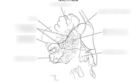 Optic Canal And Foramen Diagram Rhese Method Diagram Quizlet