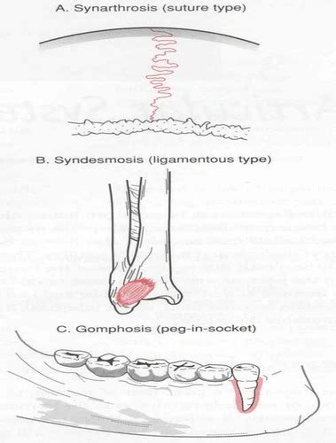 Articular System Flashcards Quizlet