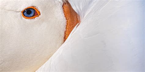 Goose Me Photography 2021 Scrolller