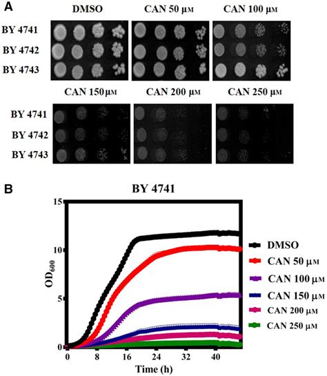 Wild‐type Yeast Cells Show Sensitivity To Can A Yeast Serial Drop