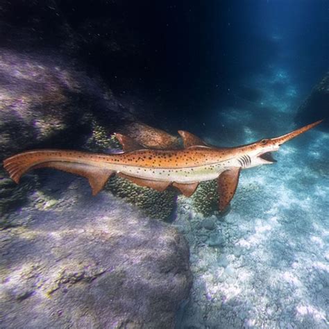22 Extinct Sharks That Once Dominated The Deep
