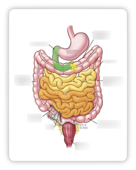 Small Intestine Diagram Quizlet
