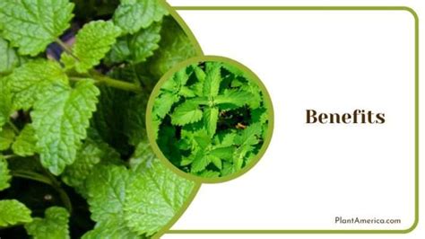 What Do Catnip Plants Look Like All About This Wild Food Plant America